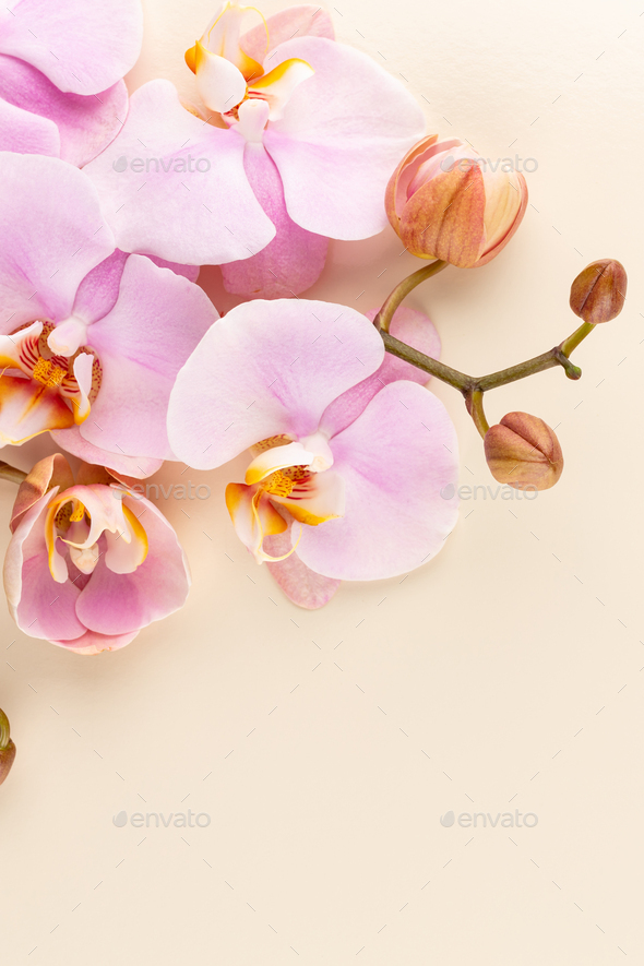 Pink spa orchid theme objects on pastel background. Stock Photo by GitaKulinica